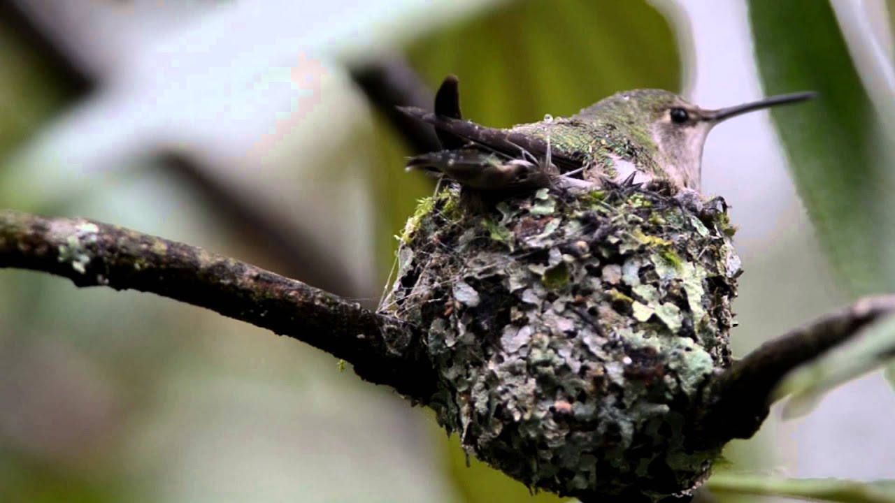 Annas Hummingbird at queen elizabeth park vancouver bc canada - YouTube