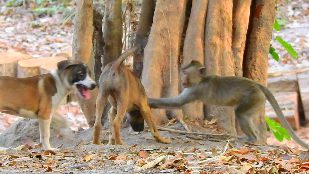 Monkey and dogs friendship - YouTube