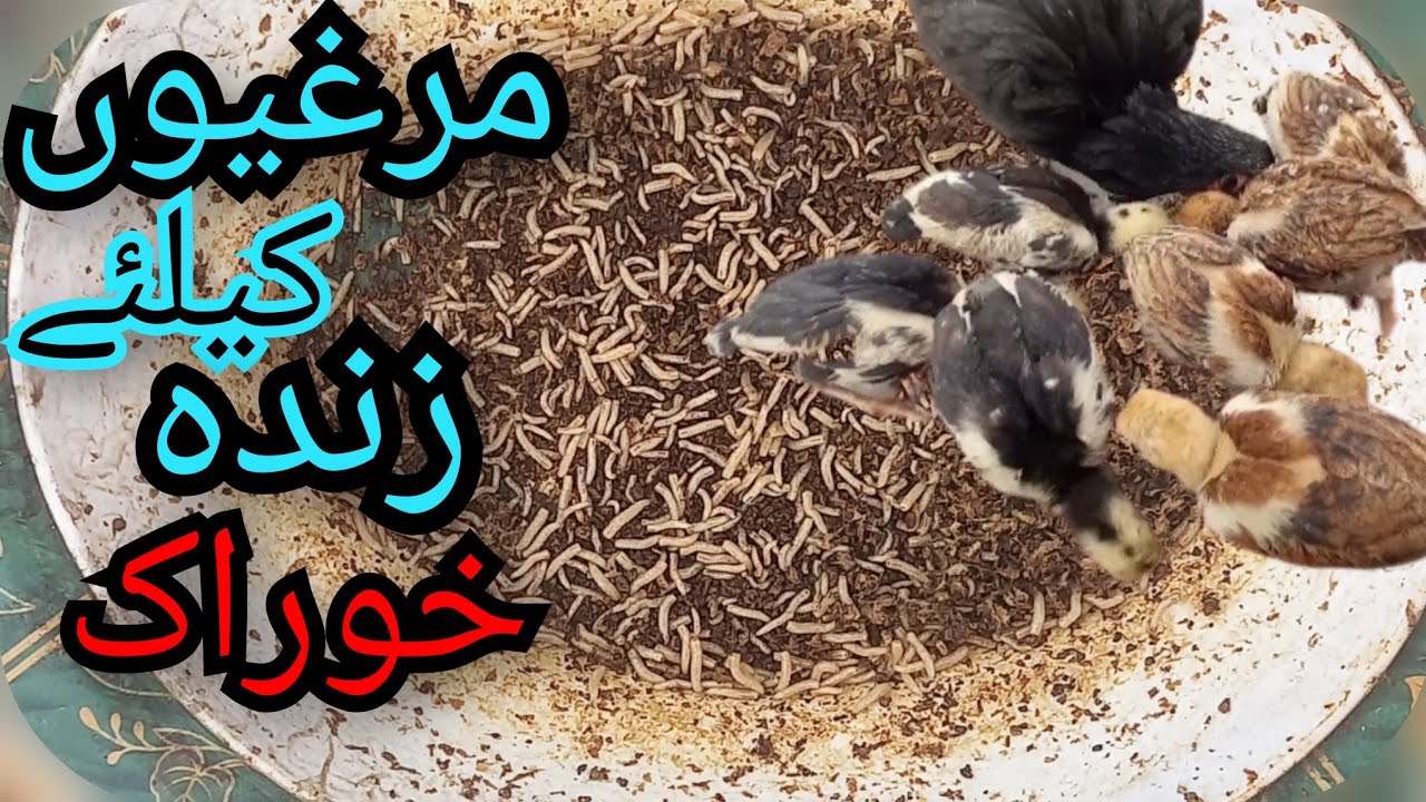 How to raise insects at home | live food for chicks | Free chicken feed ...