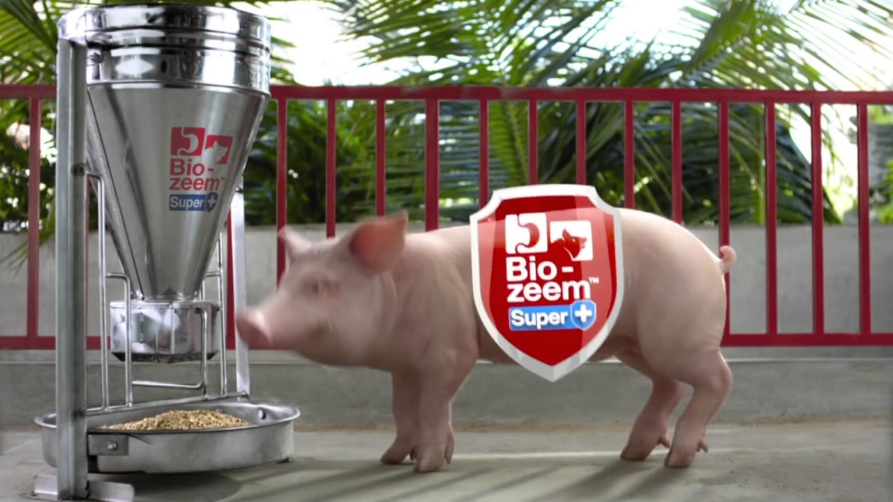 Quảng cáo Cám Bio zeem Super – Đề kháng mạnh, xuất chuồng nhanh! - YouTube