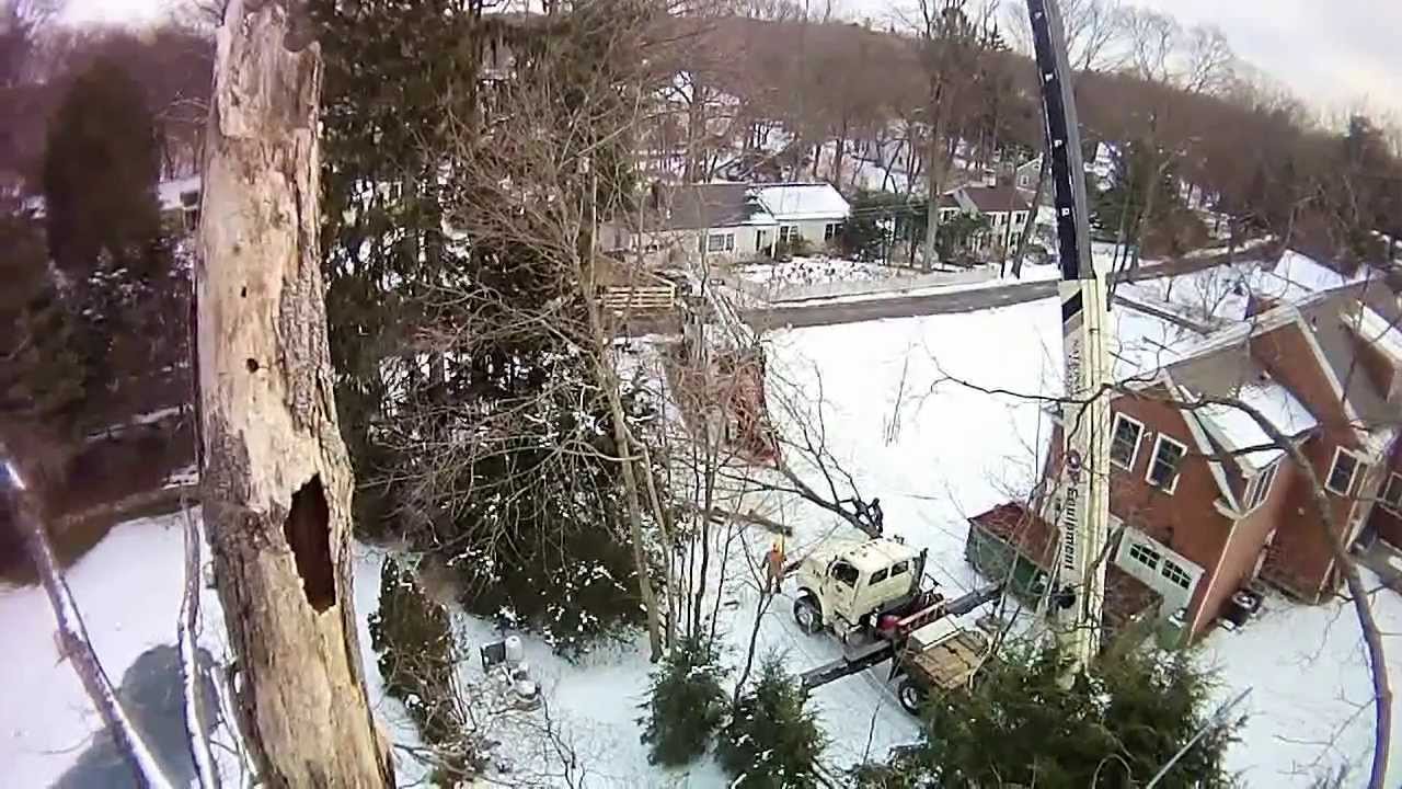 Tree Removal with Crane - YouTube