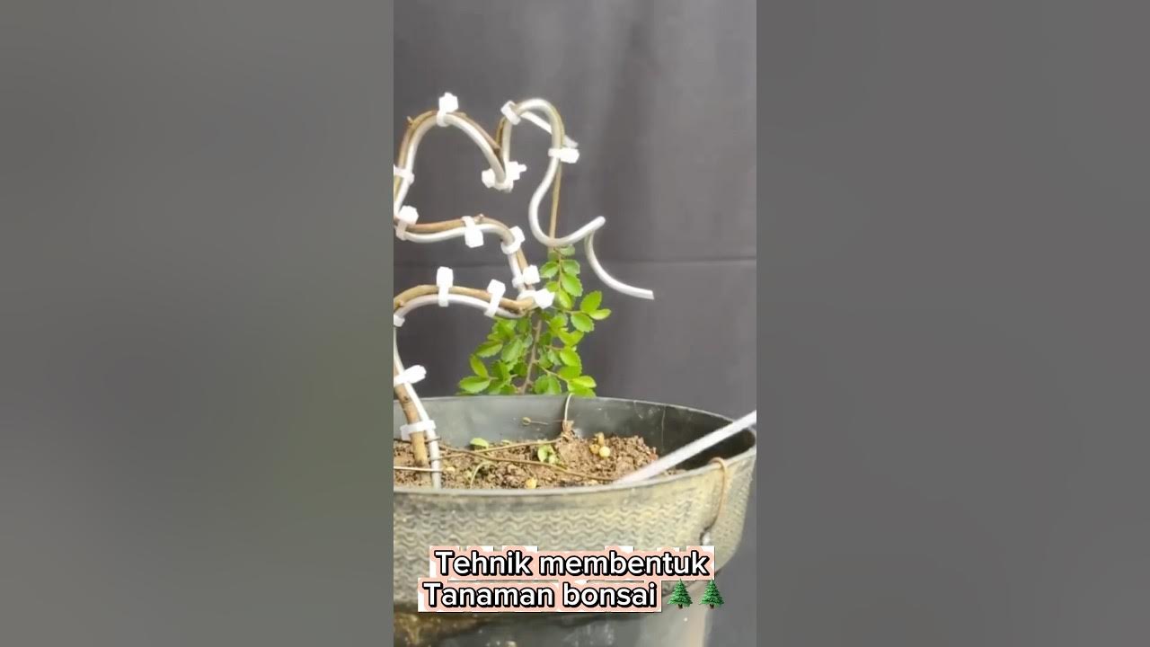 Membuat tanaman bonsai #bonsai #berkebundirumah - YouTube