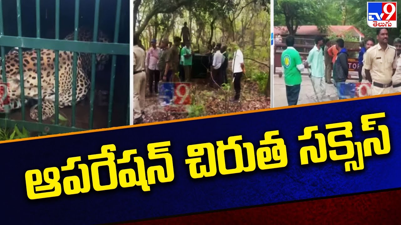 Operation Leopard success at Tirumala | 7వ మైలు దగ్గర బోనులో చిక్కిన చిరుత - TV9 - YouTube