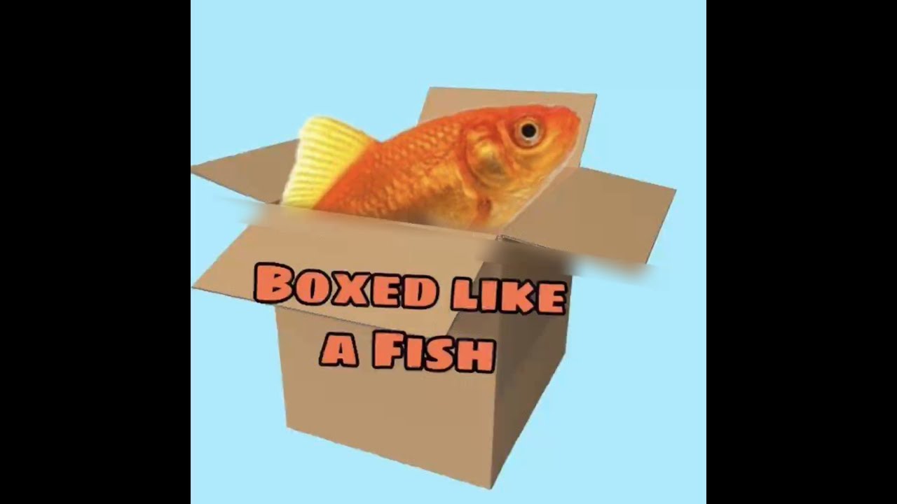"Oh boxed like fish bro, boxed like fish!" - YouTube