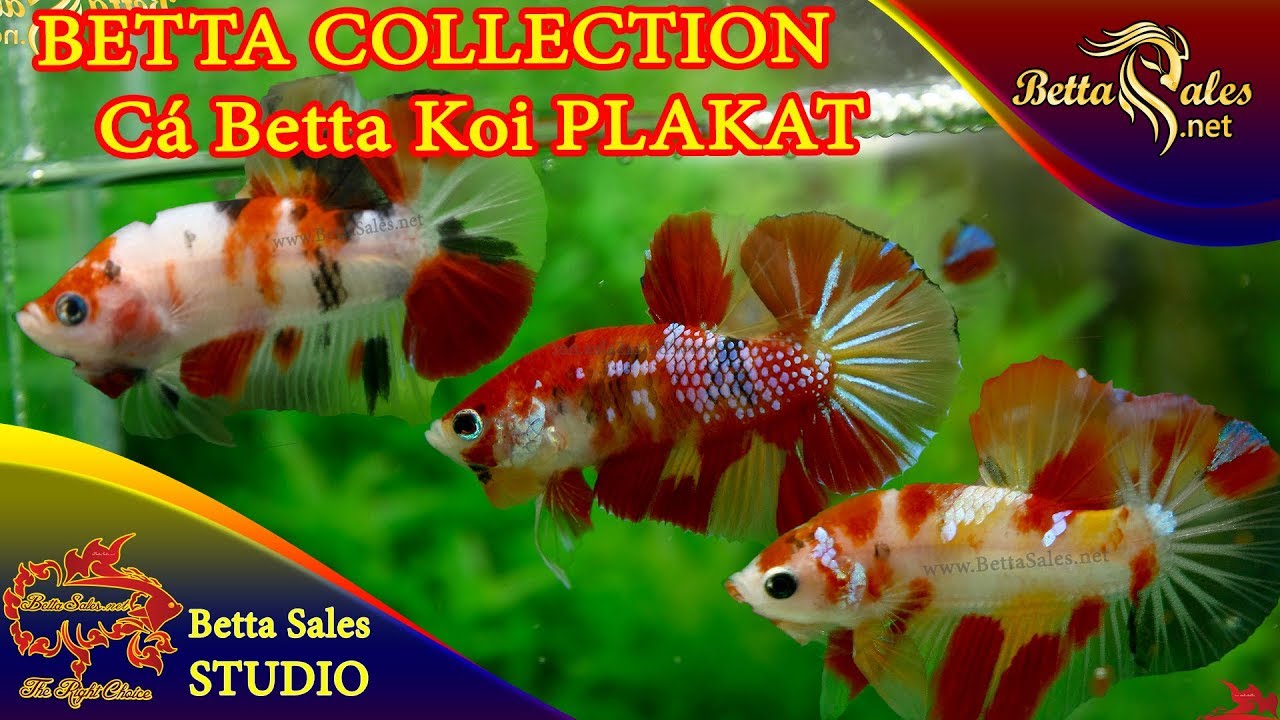 NEMO Koi | Koi Plakat Betta Collection - www.BettaSales.net - 01227678979 - YouTube