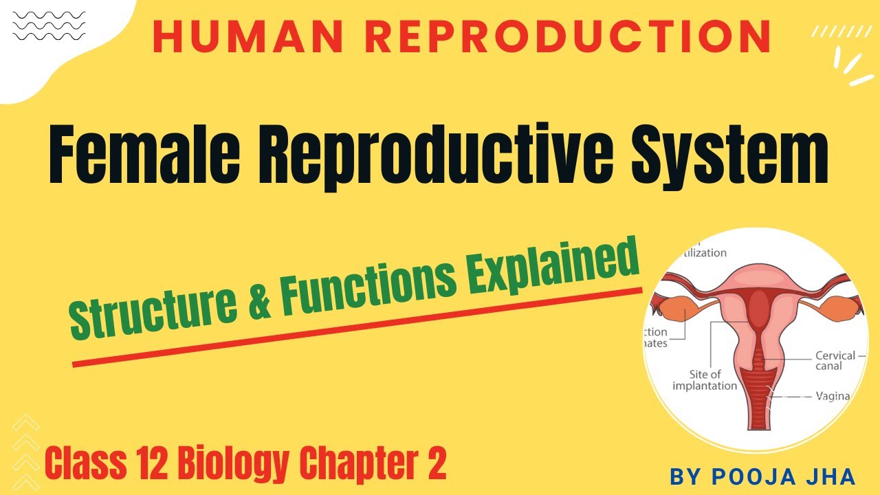 Female Reproductive System | Class 12 Biology | Structure & Functions ...