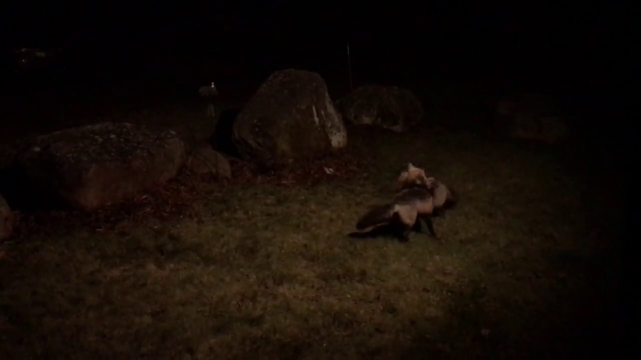 Swiper and Bandit - Night Play - YouTube