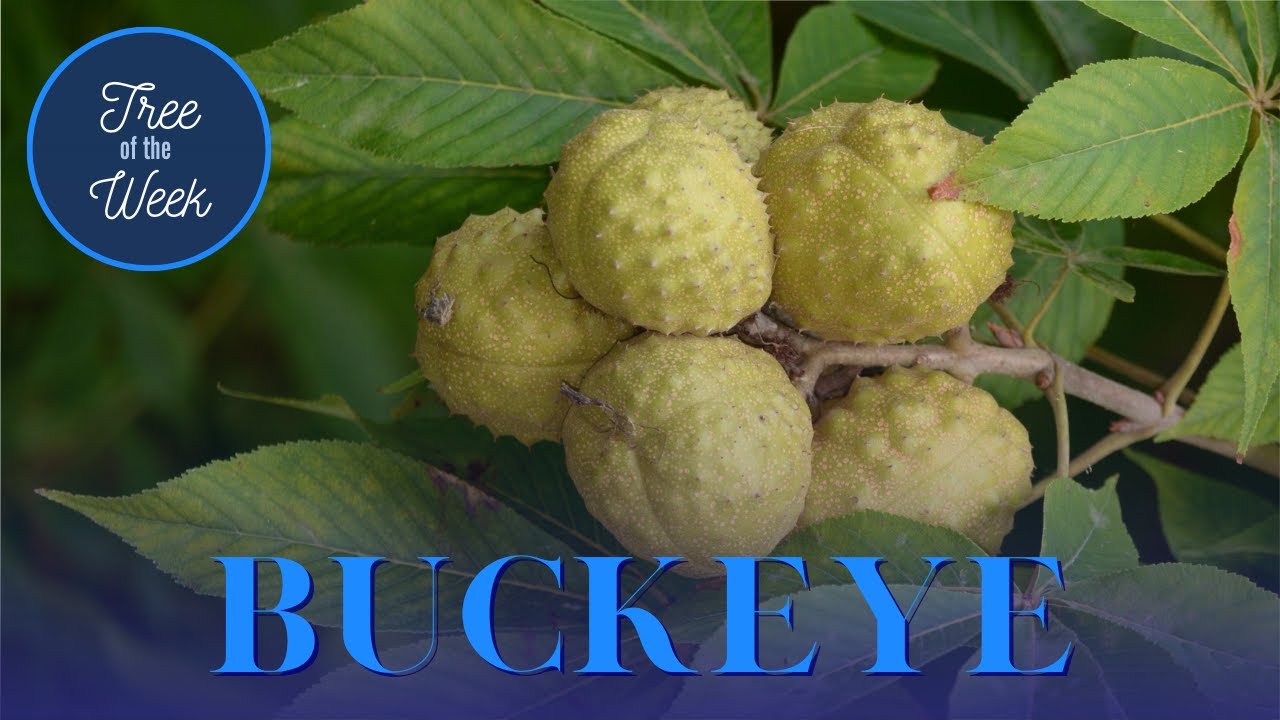 Tree of the Week: Buckeye - YouTube