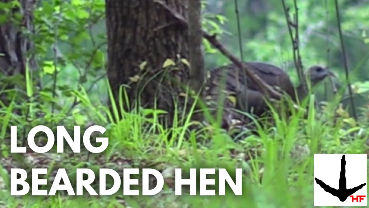 LONG BEARDED HEN🦃 Looking For Midday Turkeys - YouTube