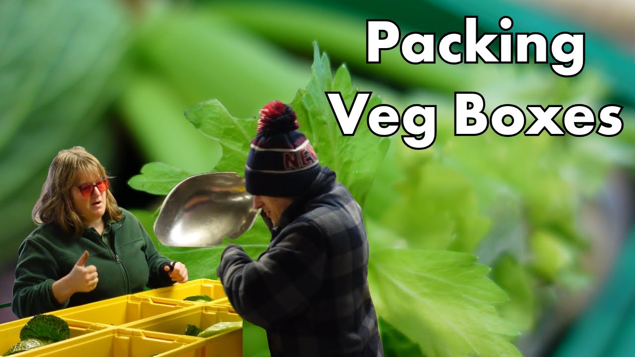 Growing Places - Packing Veg Boxes - YouTube