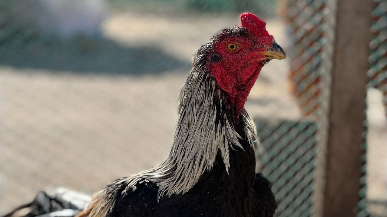 My roosters 🐓2022 - YouTube