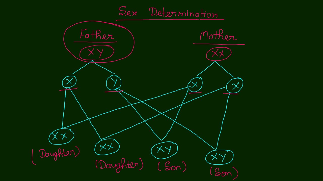 Chromosomes in Human ।। Sex determination in human || shape of x & Y ...