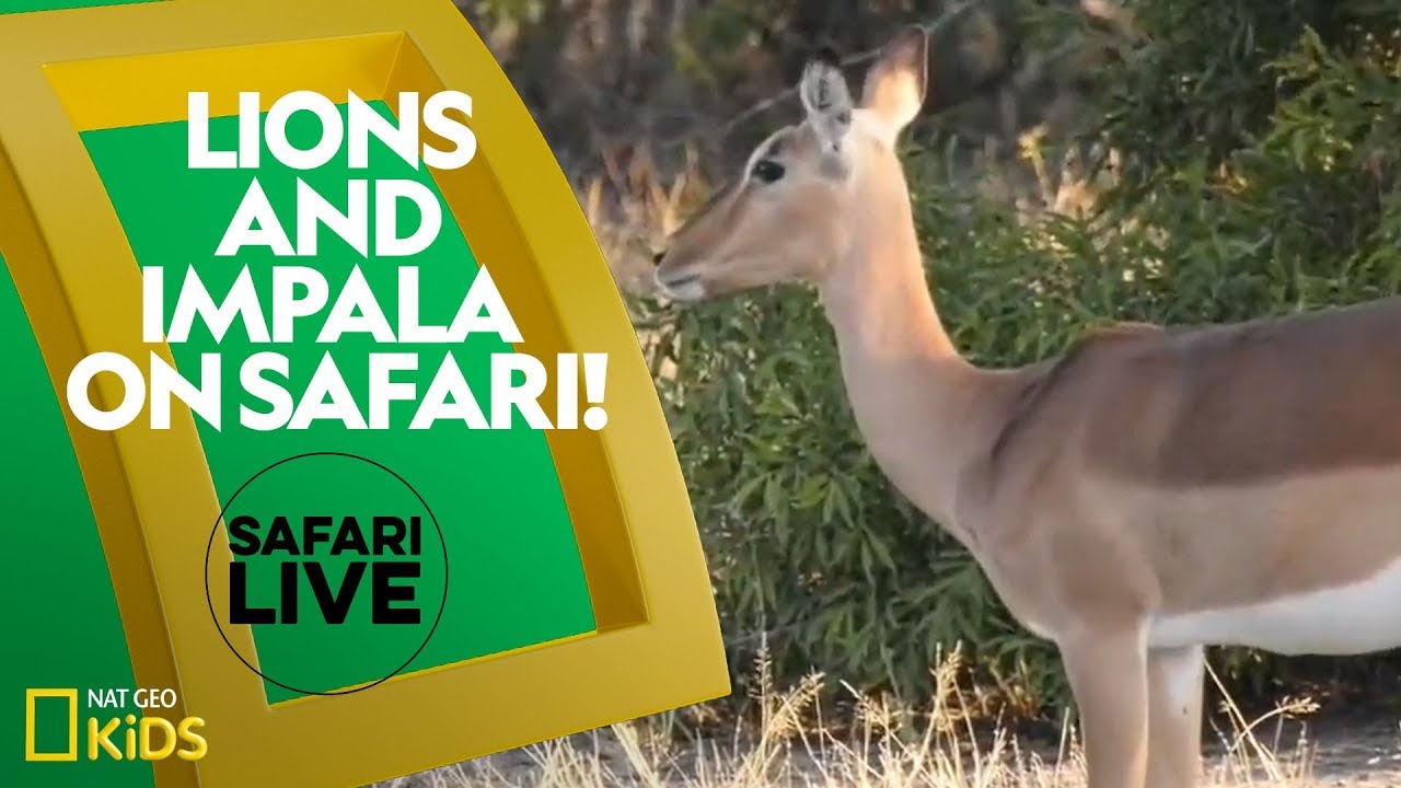Lions and Impala on Safari! | Safari Live - YouTube