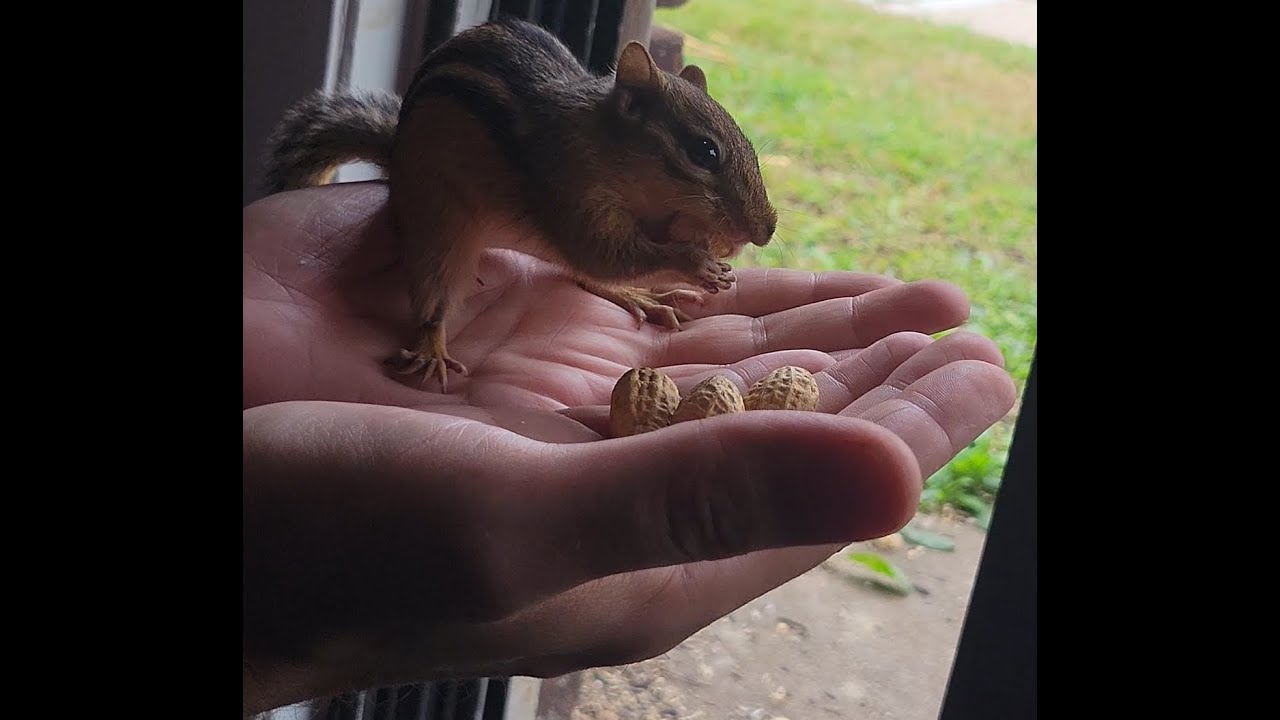 Porch Sanctuary Chippy and Rat Tat - YouTube