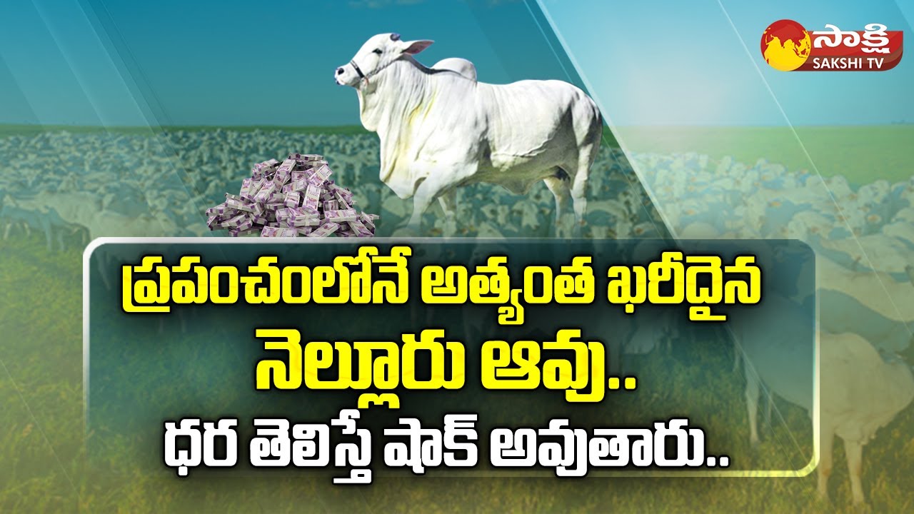 Nellore Breed Cow Costs Rs 35 Crore | World's Most Expensive Cow ...