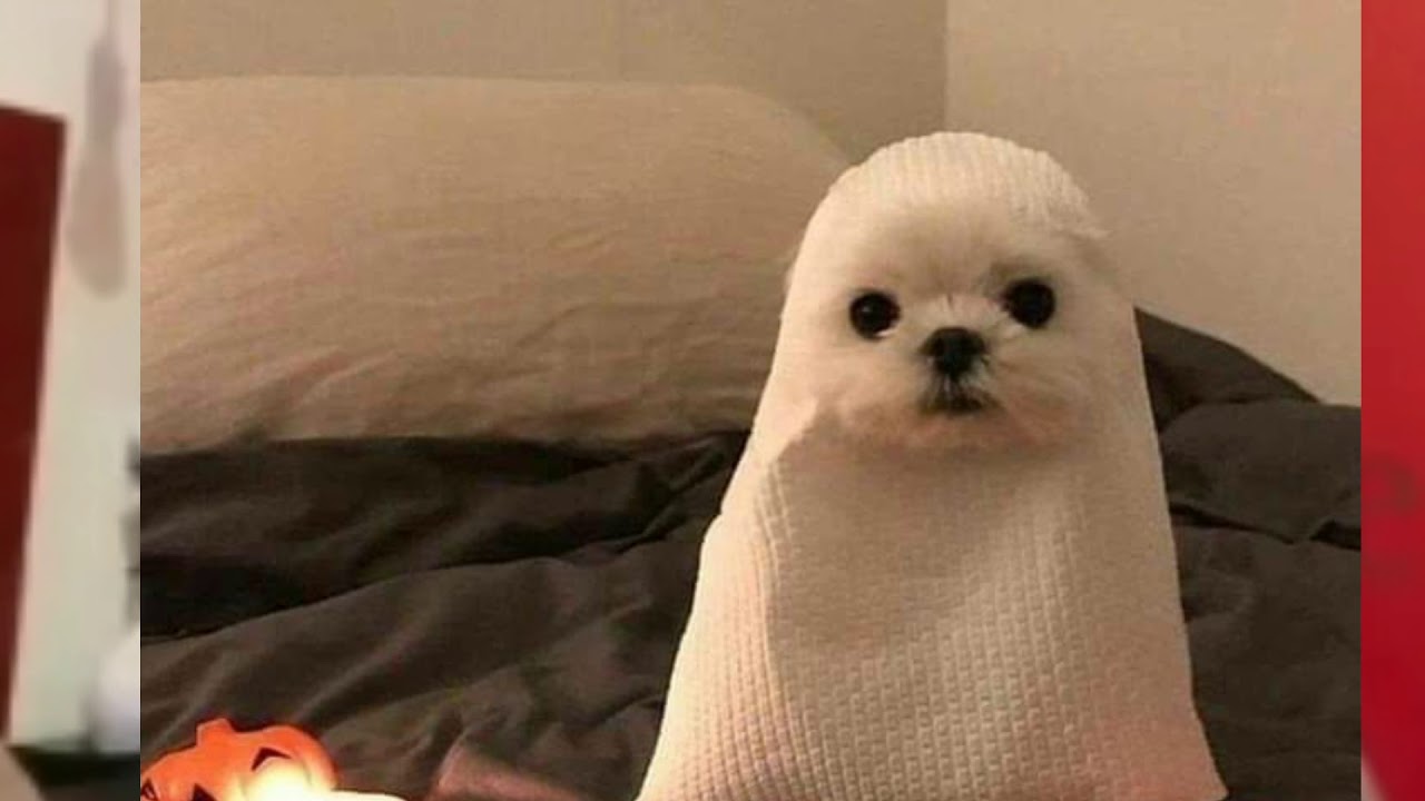 Lady dusha (BABY HELL) Otra vez :v - YouTube