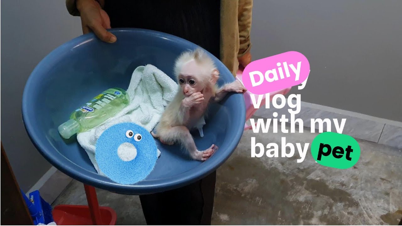 Whee! Bath Time in the Bathroom #monkey #babymonkey #cute - YouTube