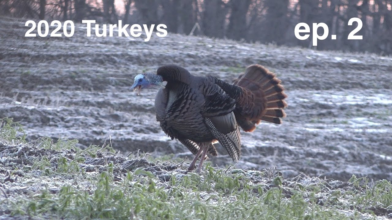 25 Pound Beardless Tom!?! Turkey Hunting in Iowa! - YouTube