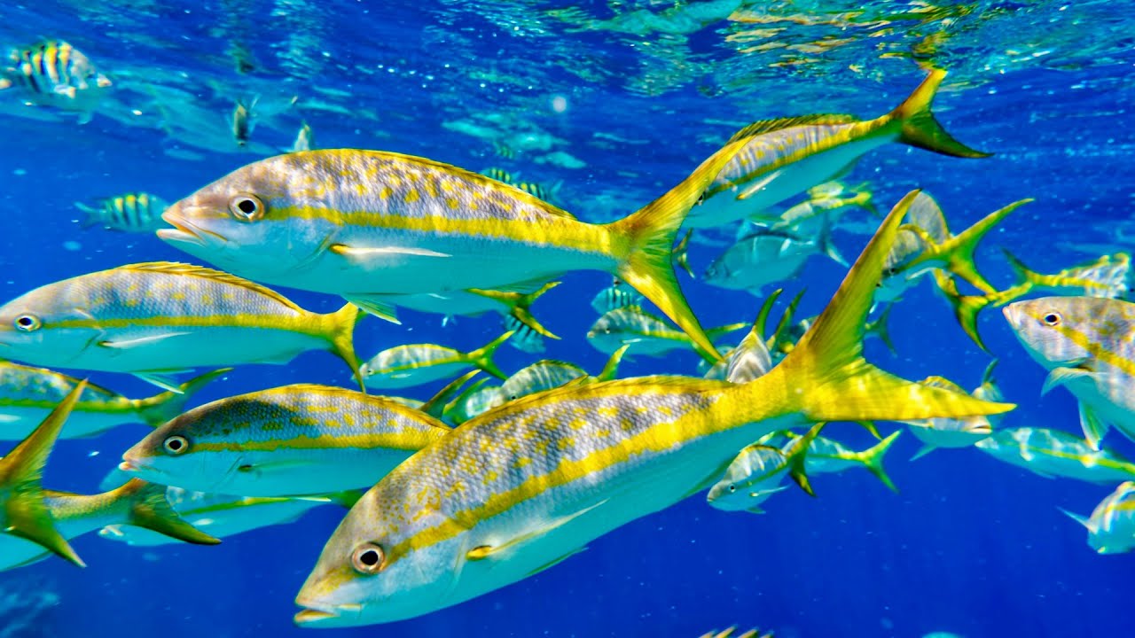 How To Fillet A Yellowtail - YouTube