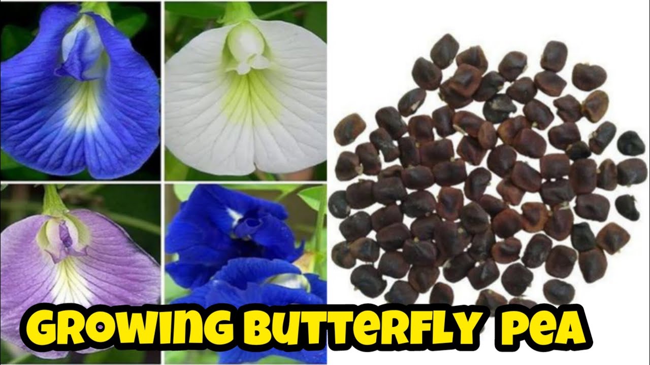 Growing Butterfly Pea from seed | Care for butterfly pea plants ...