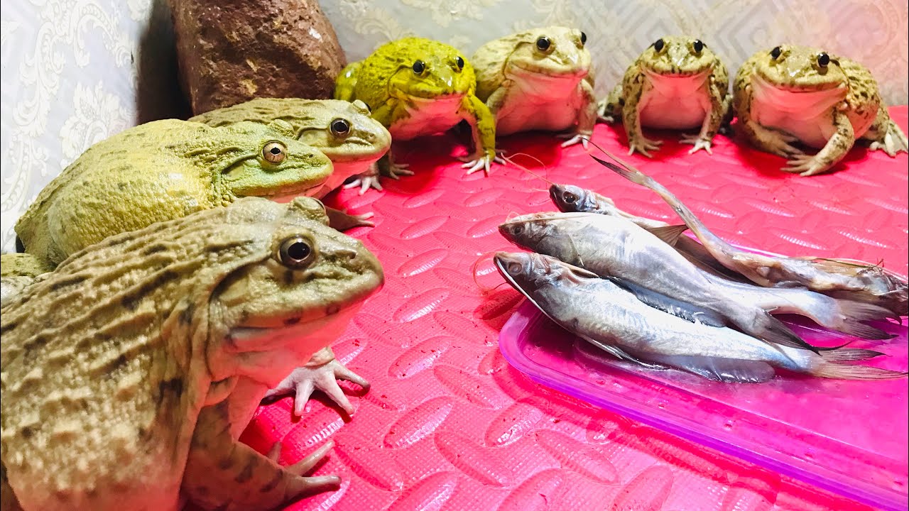 Wow amazing family bullfrog/ frog protect food, funny video frog - YouTube