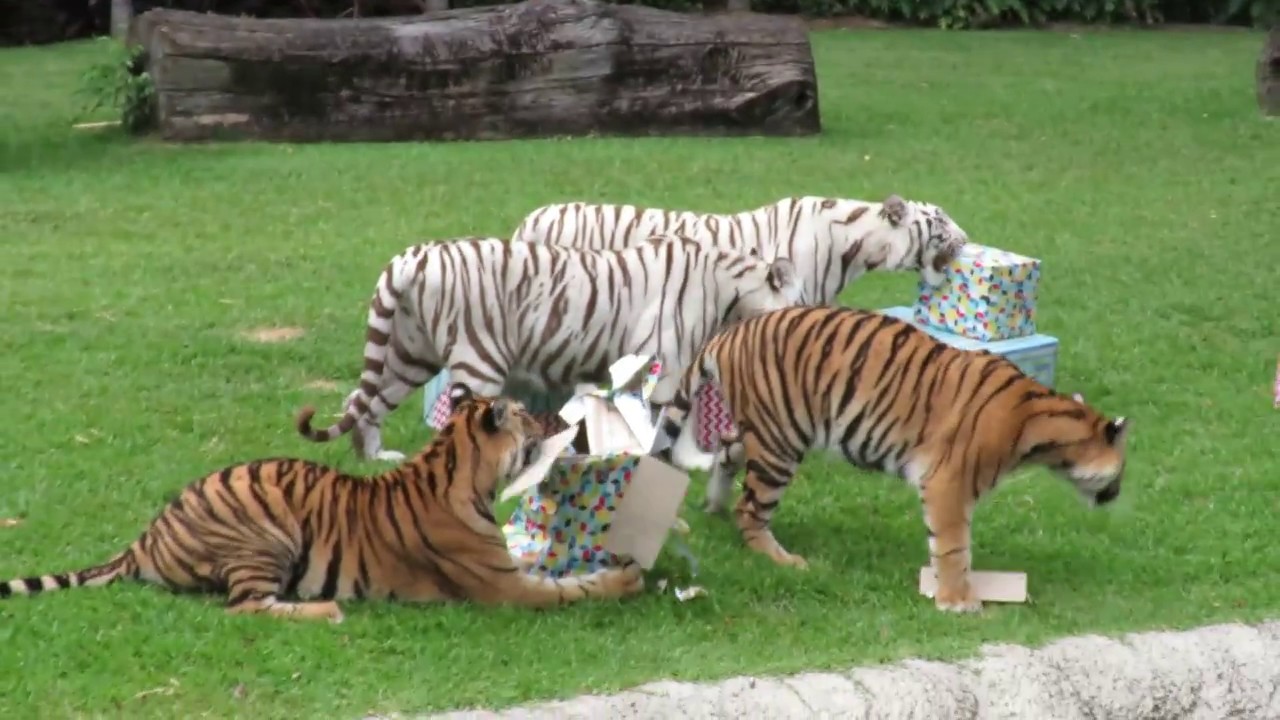 Christmas Time at Tiger Island at Dreamworld - YouTube
