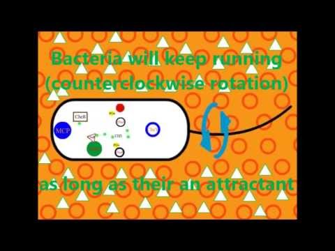 Chemotaxis simple animation(w/ concepts). - YouTube