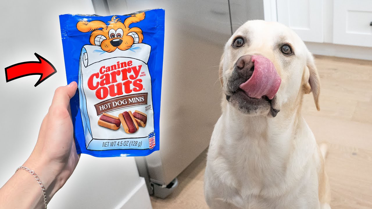 Labrador Loves Hot Dog Treats!! - YouTube
