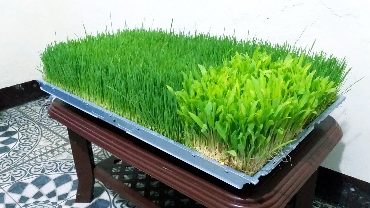 Hydroponic Fodder System Sustainable Eating Rabbits - YouTube