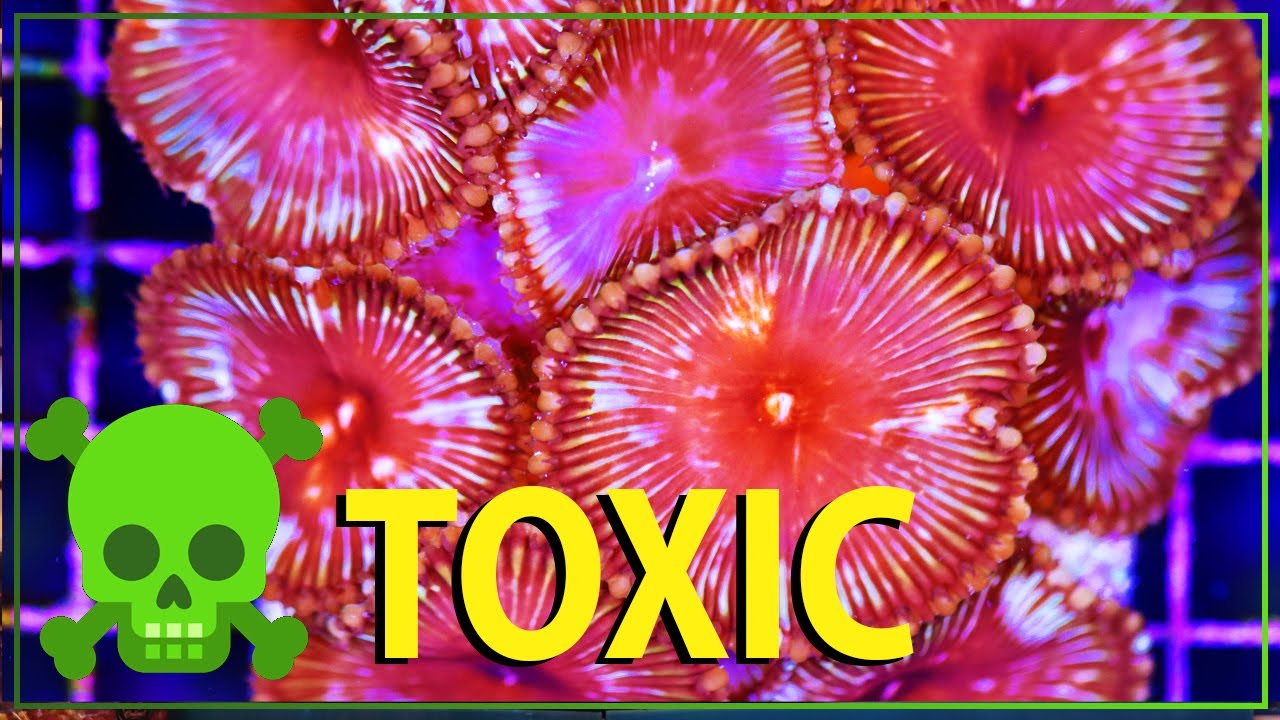 Handling World's Most TOXIC Coral - YouTube