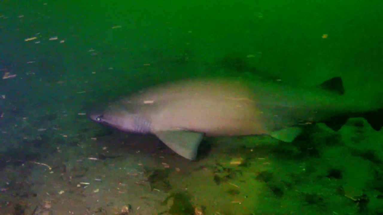 Redondo Diving on 8-24-2018 - sixgill shark and more - YouTube
