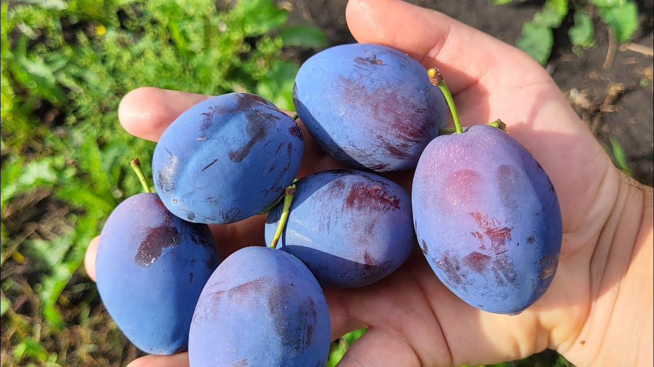 Soiul de prune Top End Plus este gata de recoltare. - YouTube