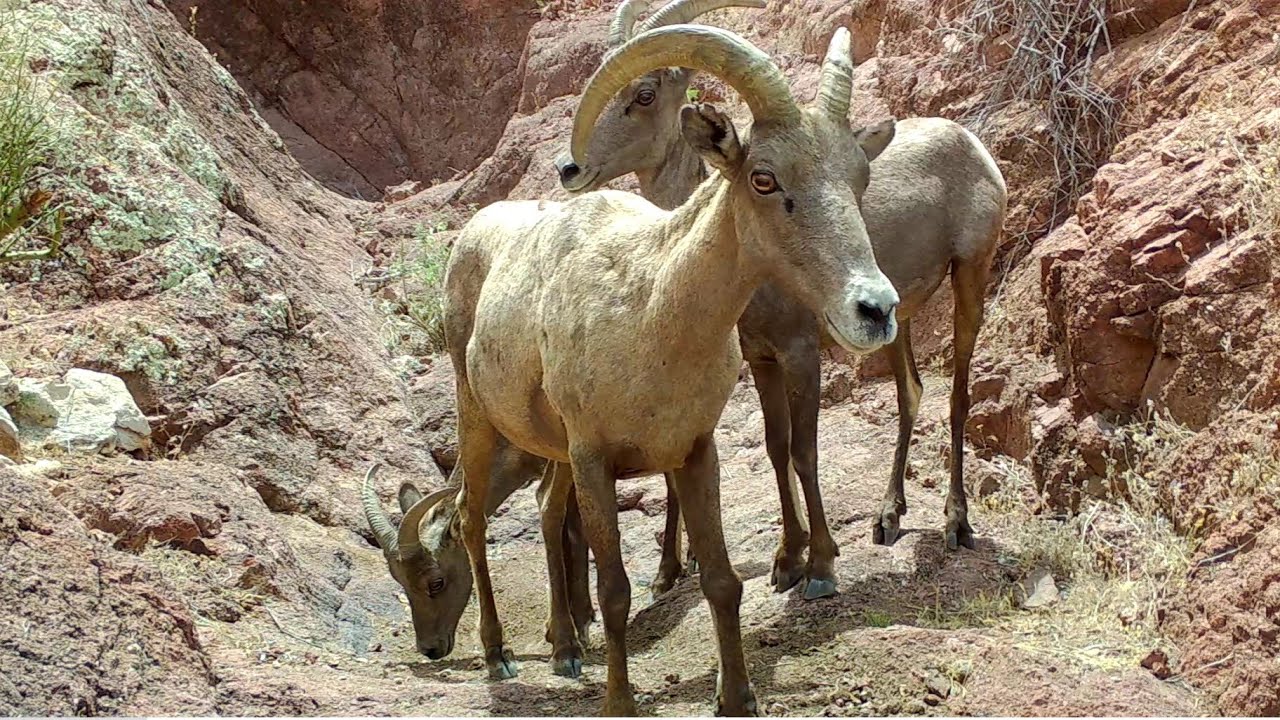 Bighorn Sheep from Southern Arizona, Trail camera check - YouTube