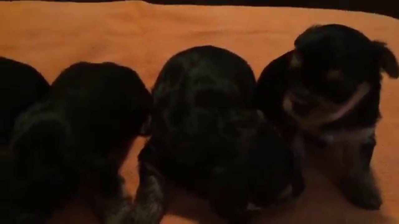 5 weeks old yorkie puppies - YouTube