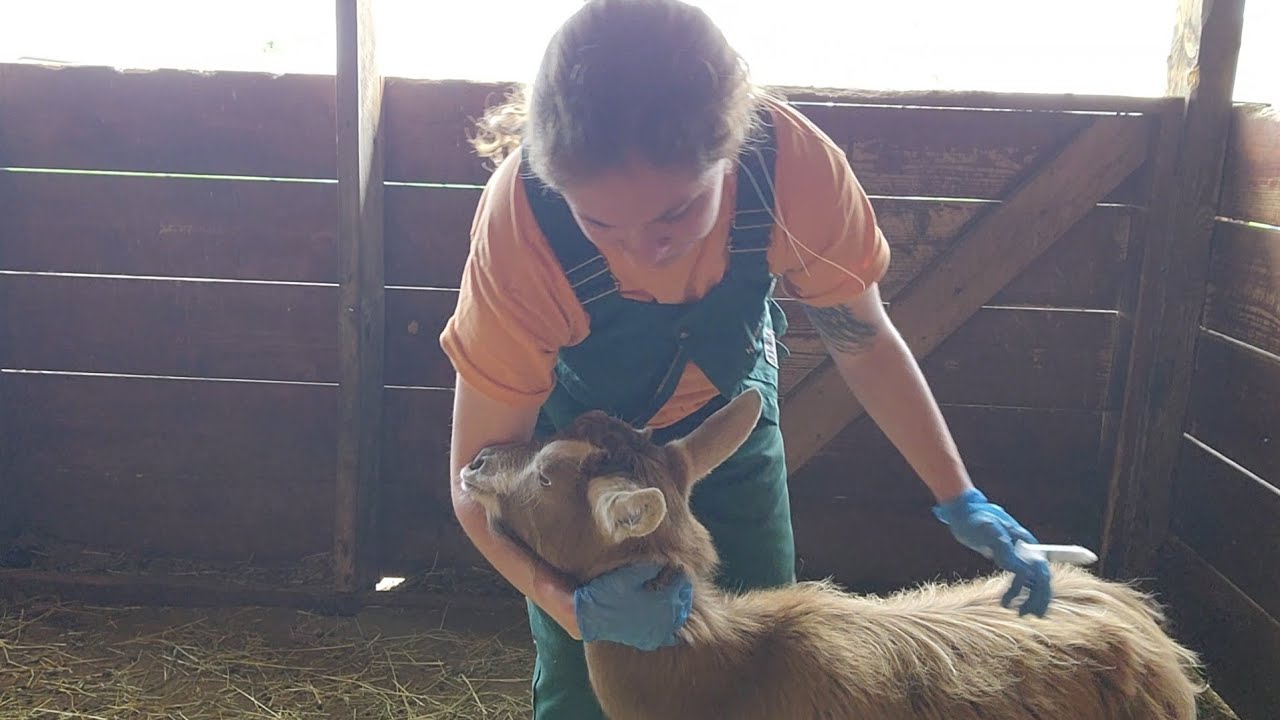 Treating Bottle Jaw in Goats - YouTube