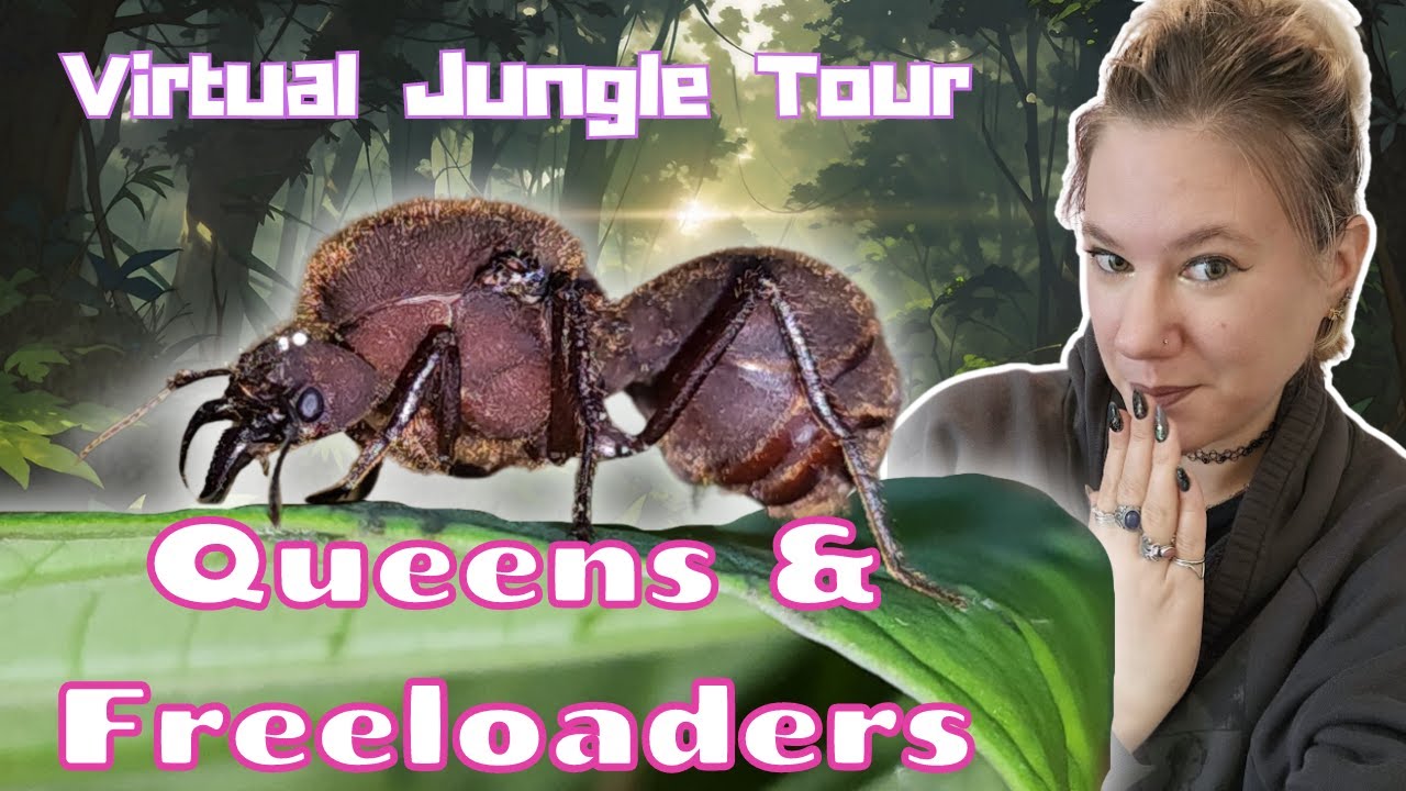 Leaf Cutter Ant Queens and Freeloaders - YouTube