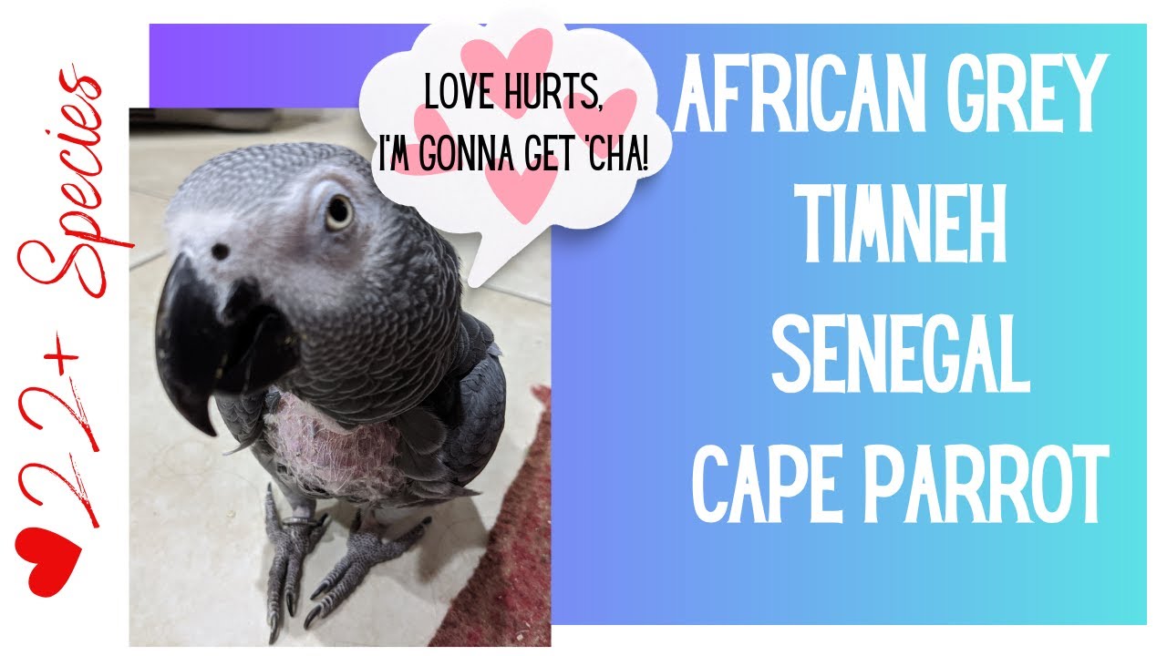 ️ 4 African #parrot - African Grey, Timneh, Senegal & Cape Parrot: | # ...