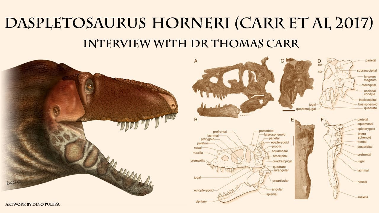 Thomas Carr Tyrannosaurus at Gordon Glazer blog