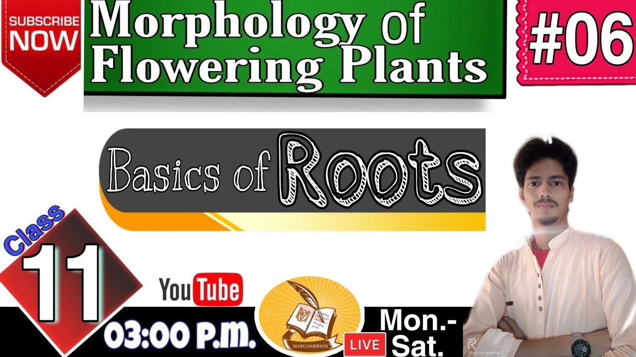 Basics of Root | Part - 6 | Class 11 | Morphology Of Flowering Plants ...