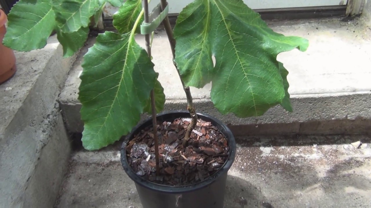 Repotting a Black Madeira fig tree with Figs - YouTube