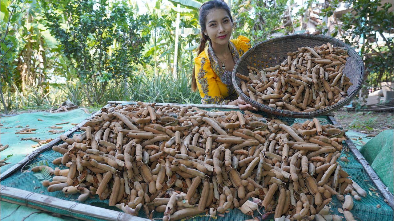 Fresh tamarind fruit in my countryside and cook food recipe - Polin ...