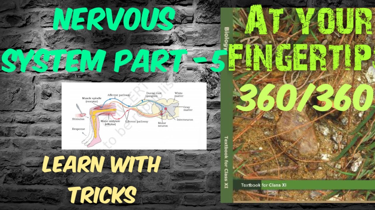 Reflex action and Reflex arc - Neural control and coordination|Bell ...