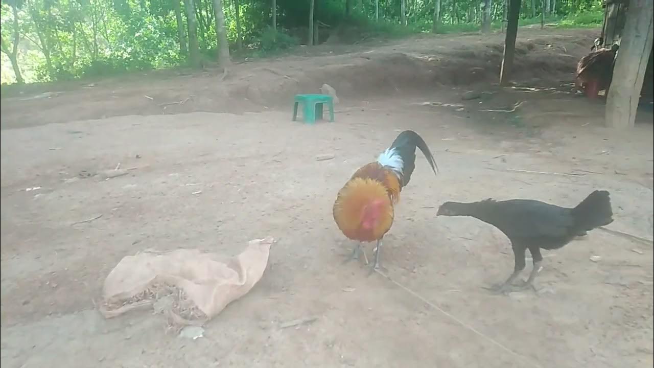 qaib dib nawb 28/8/2022 - YouTube