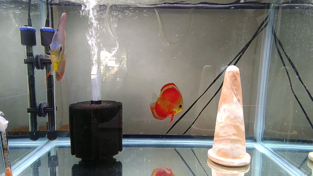 Sapphire Ruby Discus Pair #1 Update - YouTube