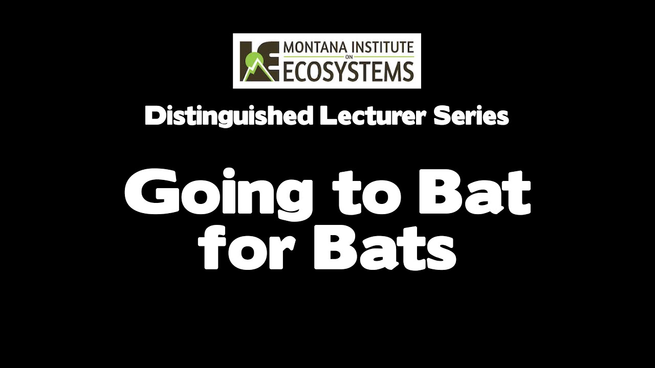Going to Bat for Bats - YouTube