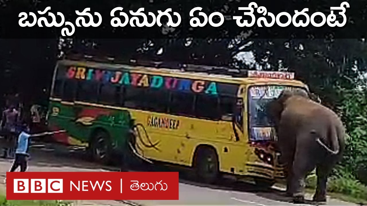 AP | Elephant Attack: పార్వతీపురం మన్యం జిల్లాలో జనాలను పరిగెత్తించిన ...