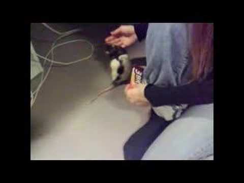 rat stealing a chocolate bar - YouTube