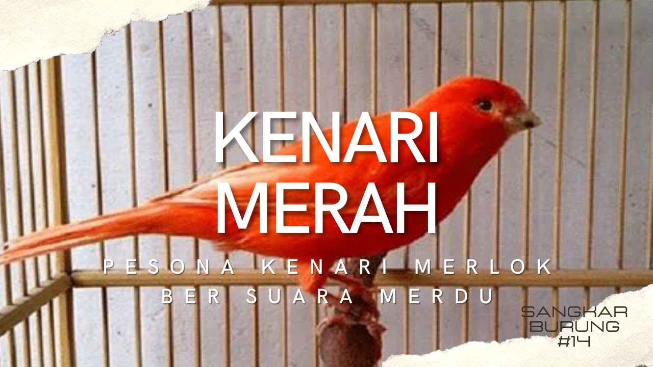 pesona kenari merlok bersuara merdu #merahlokal #kenarigacor # ...
