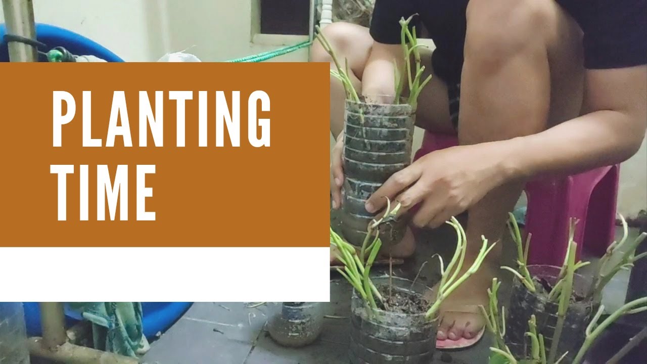 Tanim Tanim Pag May Time - YouTube