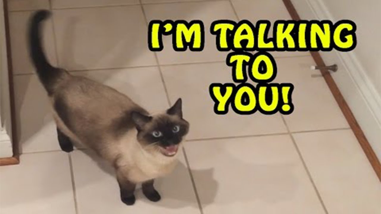 When Cats Speak English Like a Pro! ️ The Cutest Cat Videos of 2025 ...